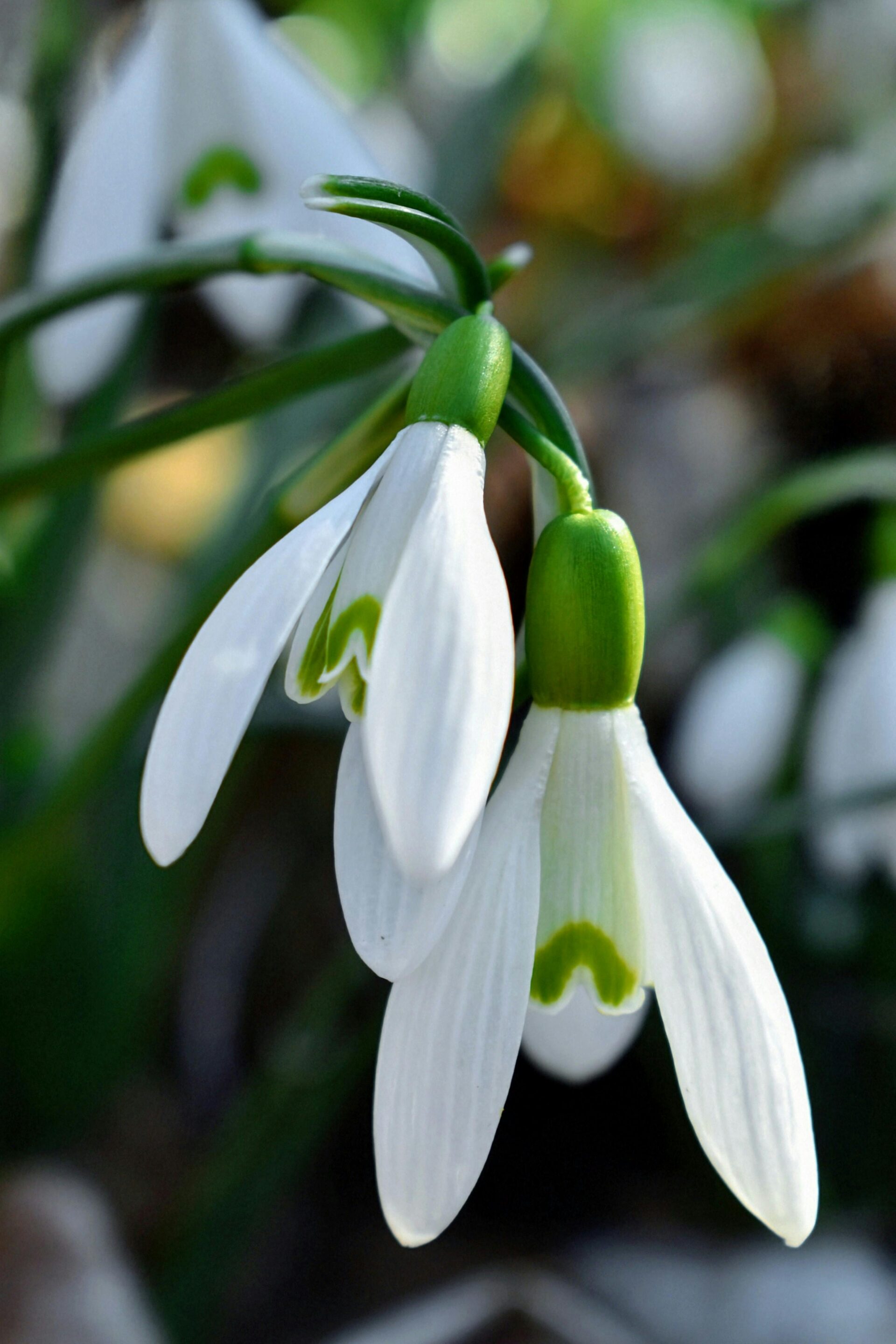 Viriditas: Musings on Magical Plants – Galanthus spp. – World Sensorium ...