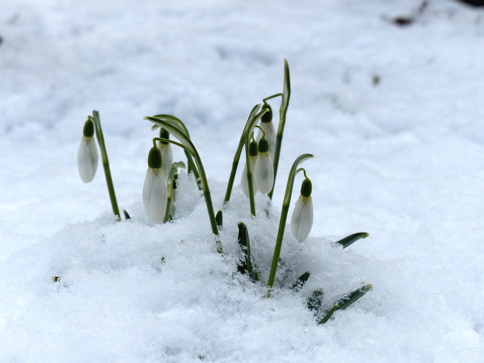 Viriditas: Musings on Magical Plants – Galanthus spp. – World Sensorium ...