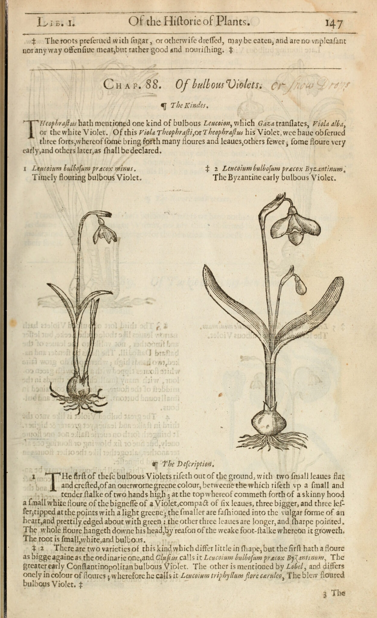 Viriditas: Musings on Magical Plants – Galanthus spp. – World Sensorium ...