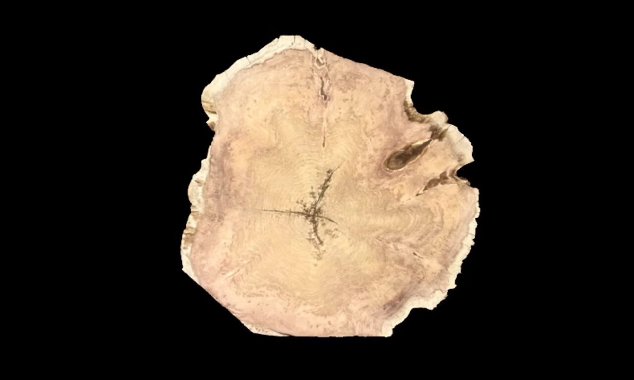 The Language of Tree Rings – World Sensorium / Conservancy