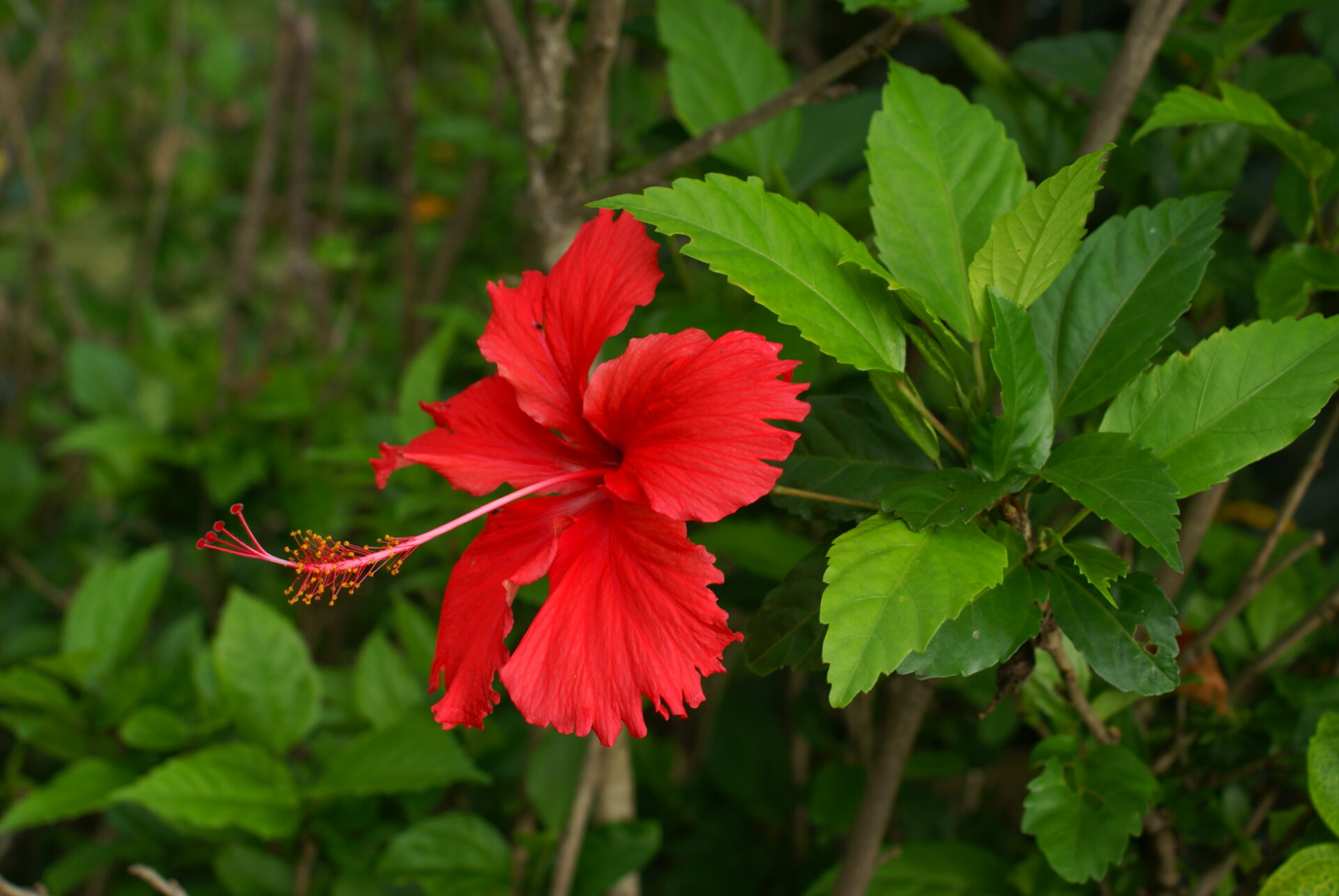 Saint Martin – World Sensorium / Conservancy