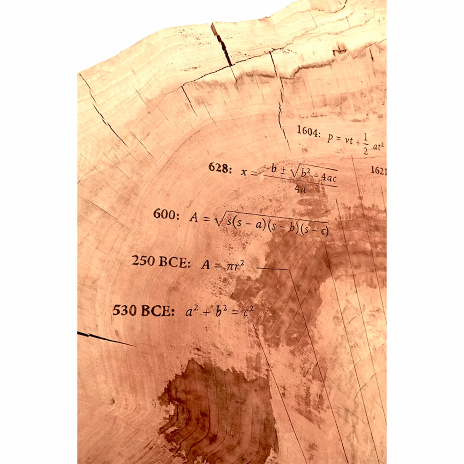 The Language of Tree Rings – World Sensorium / Conservancy