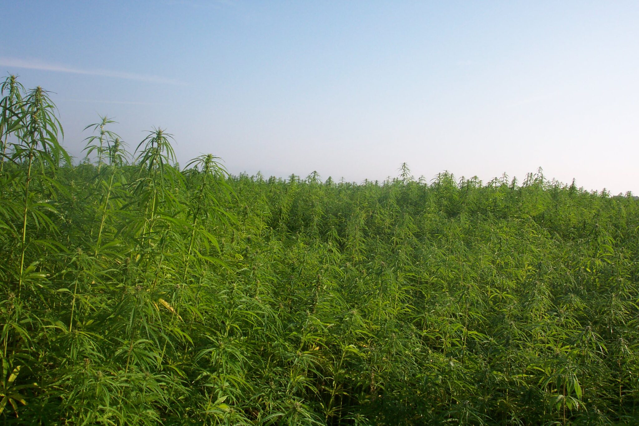 Building with Hemp: A Circular Path to Ireland’s Climate Resilience and ...