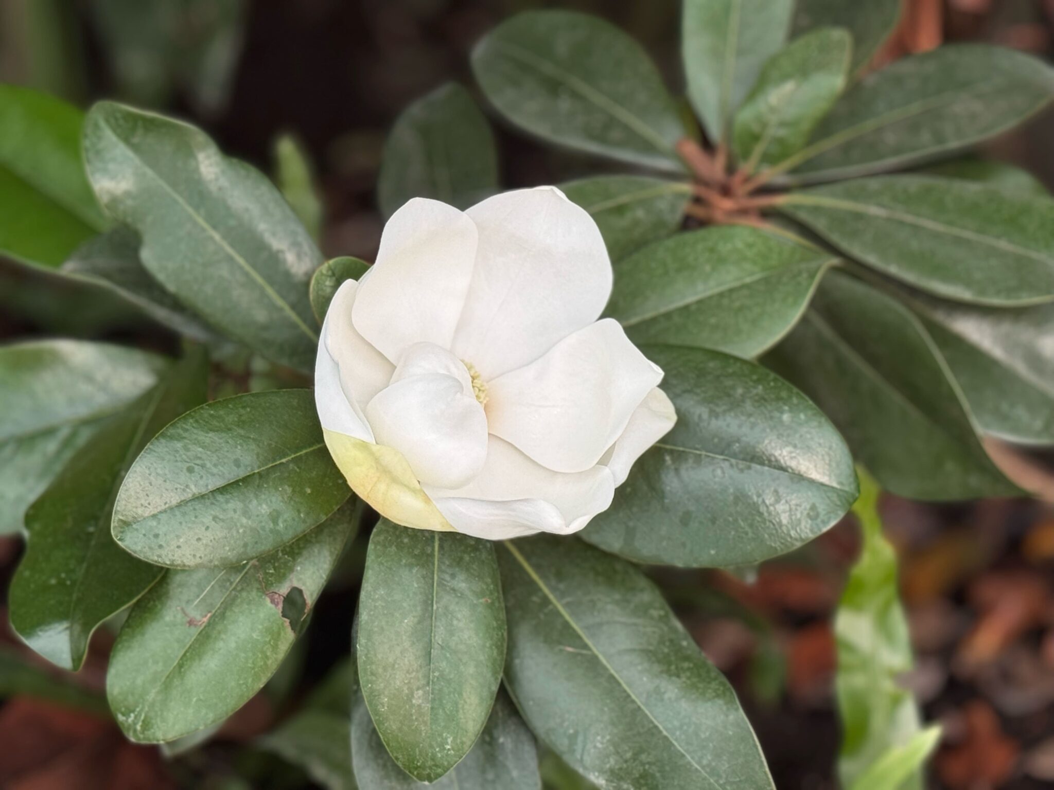 Building Biospheres: Rewilding Architecture at the Venice Biennale ...