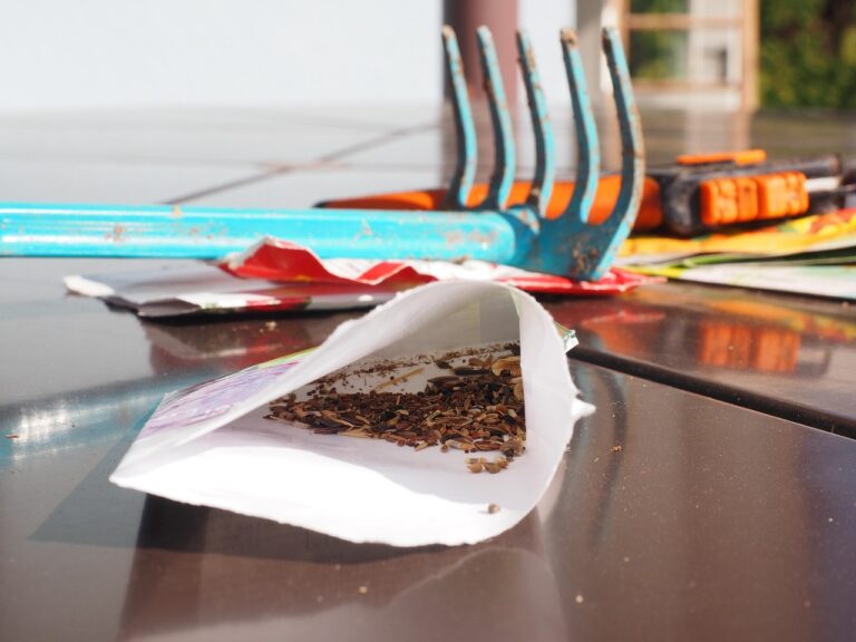 Creating Your Own Seed Bank – World Sensorium / Conservancy
